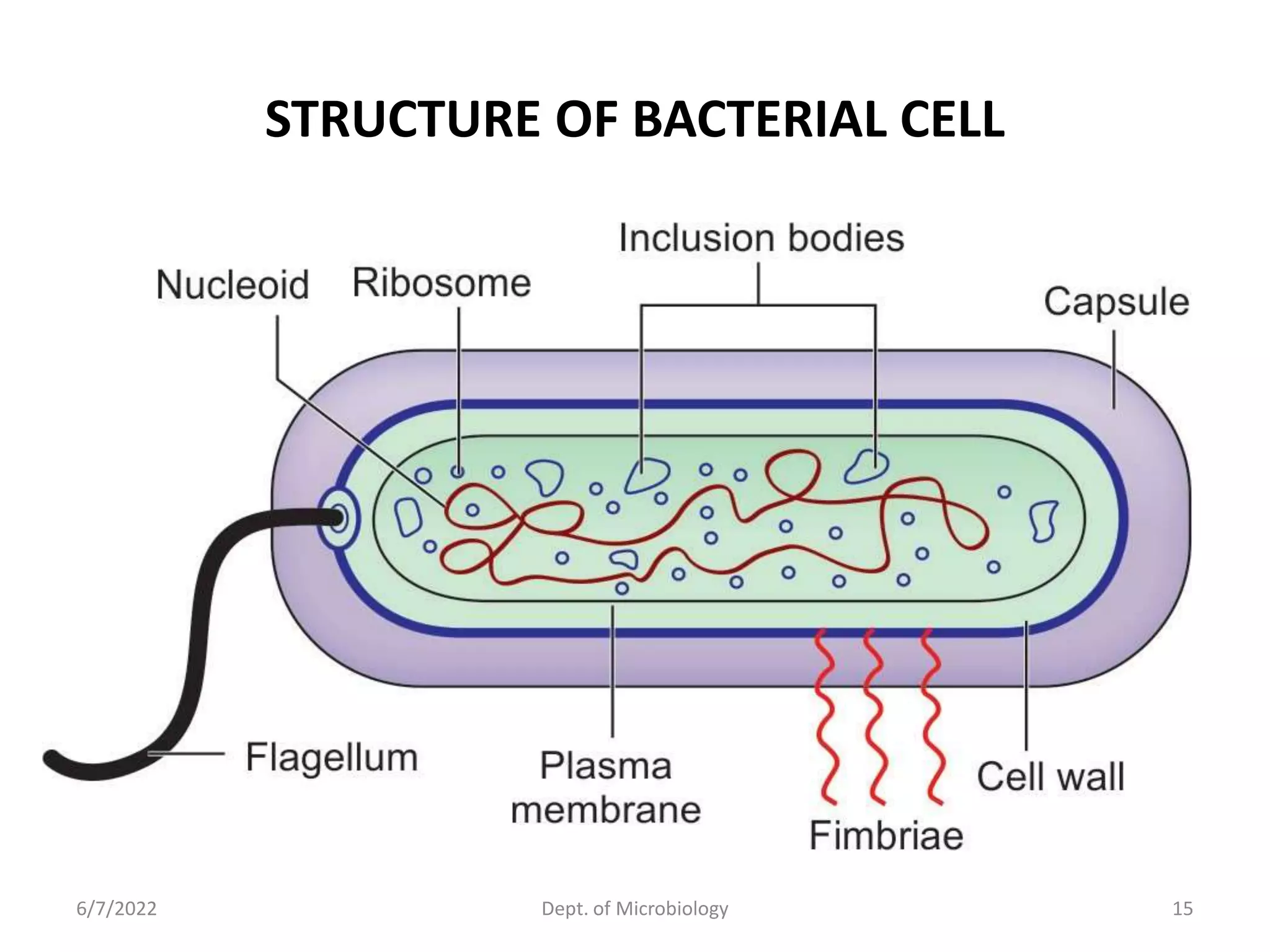 Morphology of Bacteria and Anatomy of Bacterial Cell.pptx