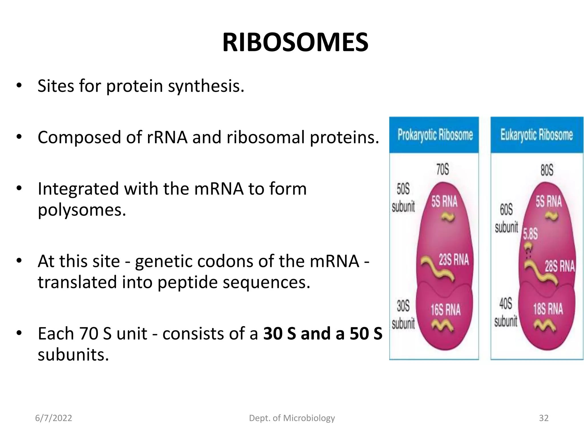 Morphology of Bacteria and Anatomy of Bacterial Cell.pptx