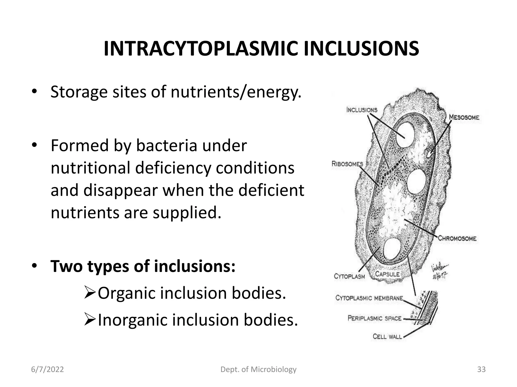 Morphology of Bacteria and Anatomy of Bacterial Cell.pptx
