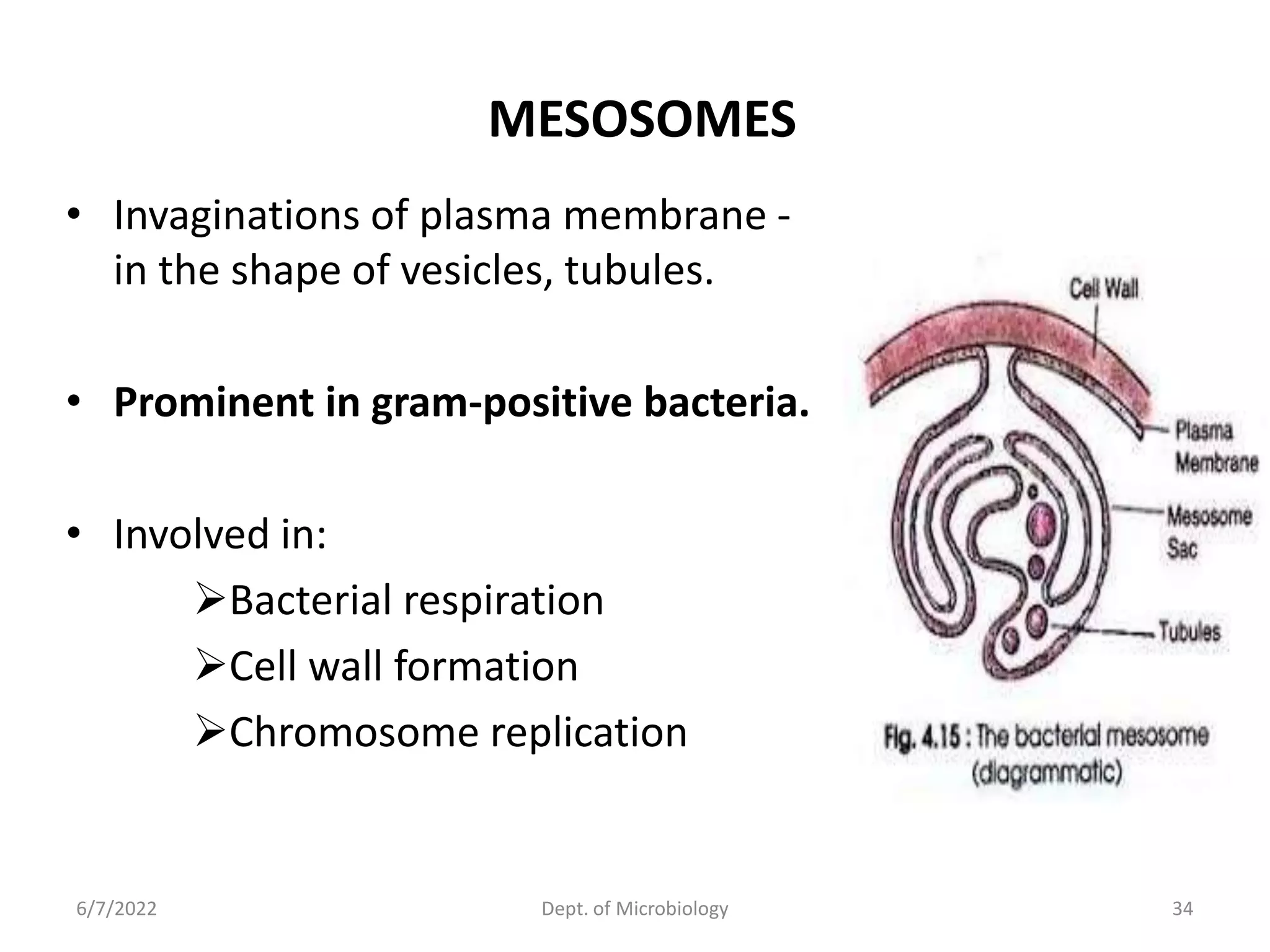 Morphology of Bacteria and Anatomy of Bacterial Cell.pptx