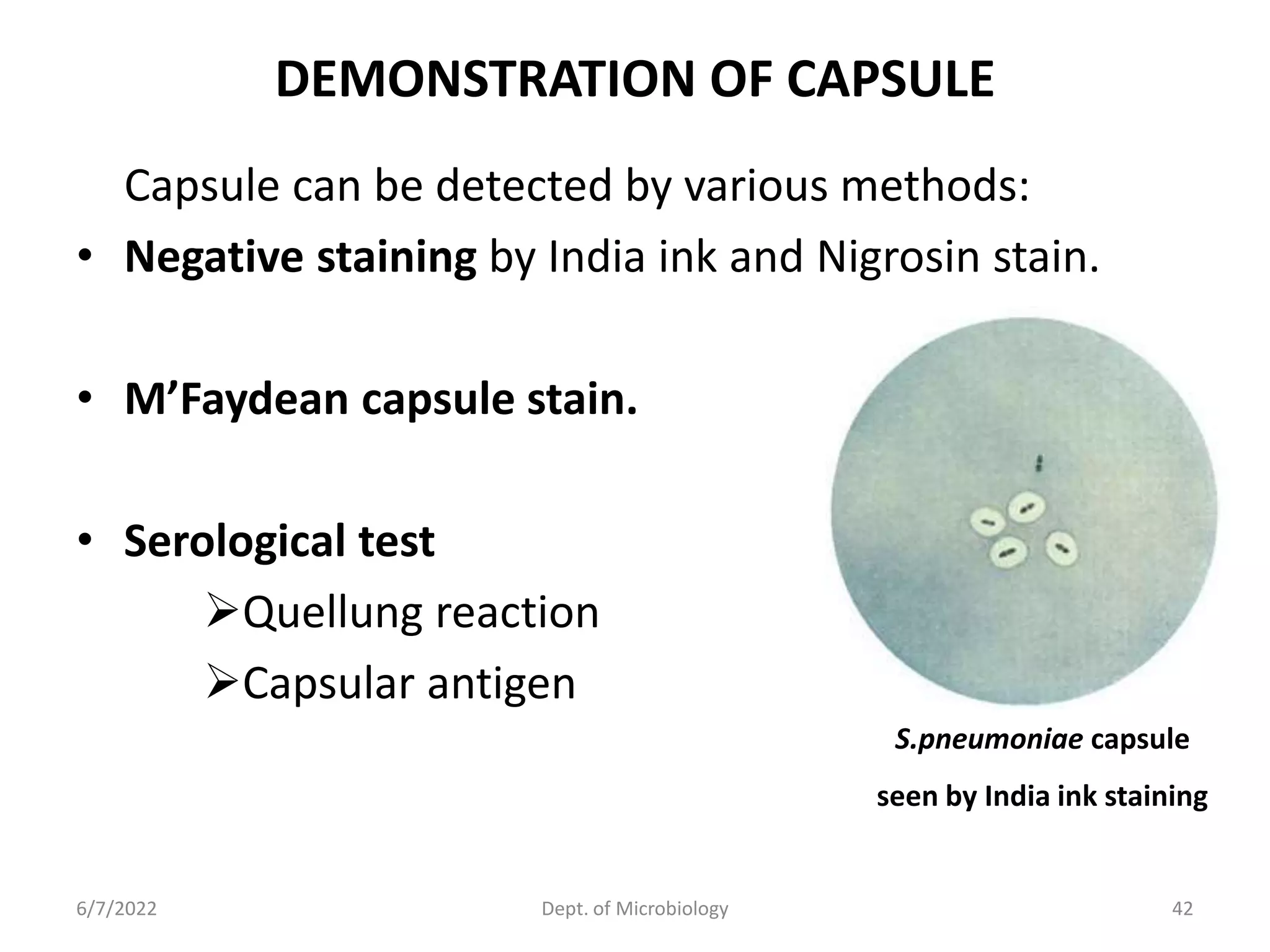 Morphology of Bacteria and Anatomy of Bacterial Cell.pptx