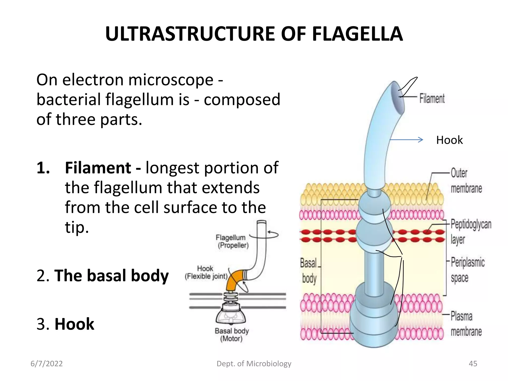 Morphology of Bacteria and Anatomy of Bacterial Cell.pptx