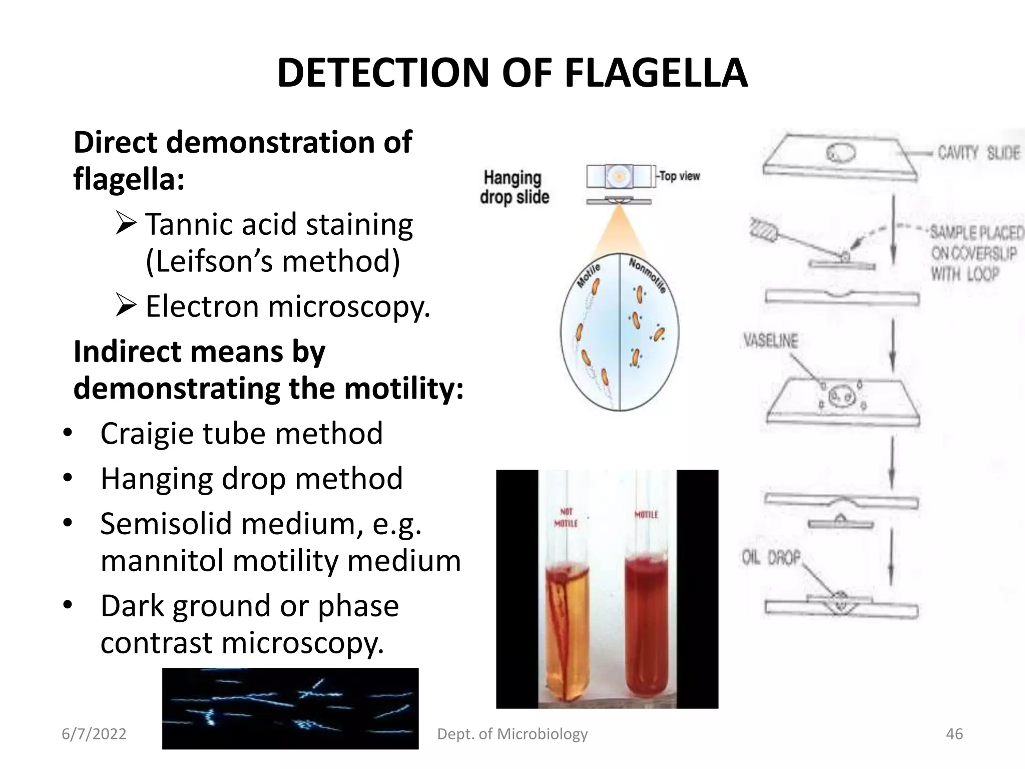 Morphology of Bacteria and Anatomy of Bacterial Cell.pptx