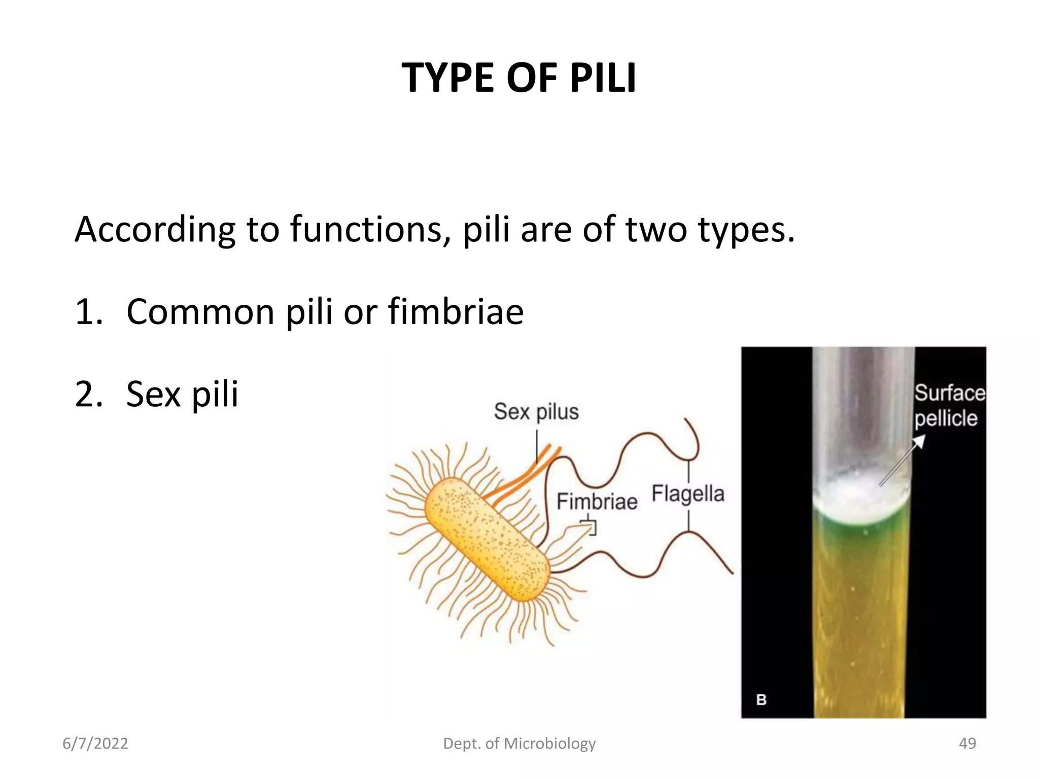 Morphology of Bacteria and Anatomy of Bacterial Cell.pptx
