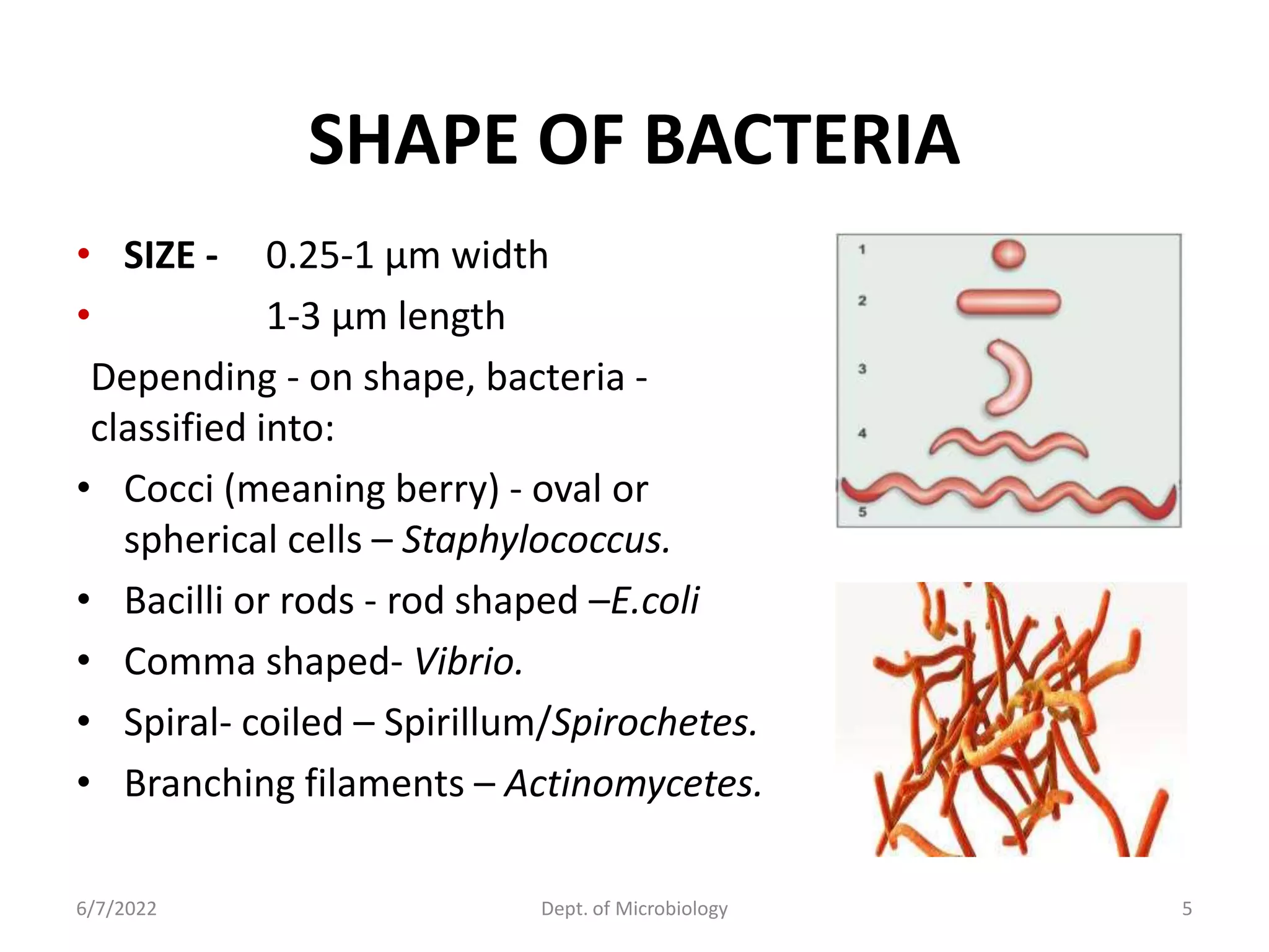 Morphology of Bacteria and Anatomy of Bacterial Cell.pptx