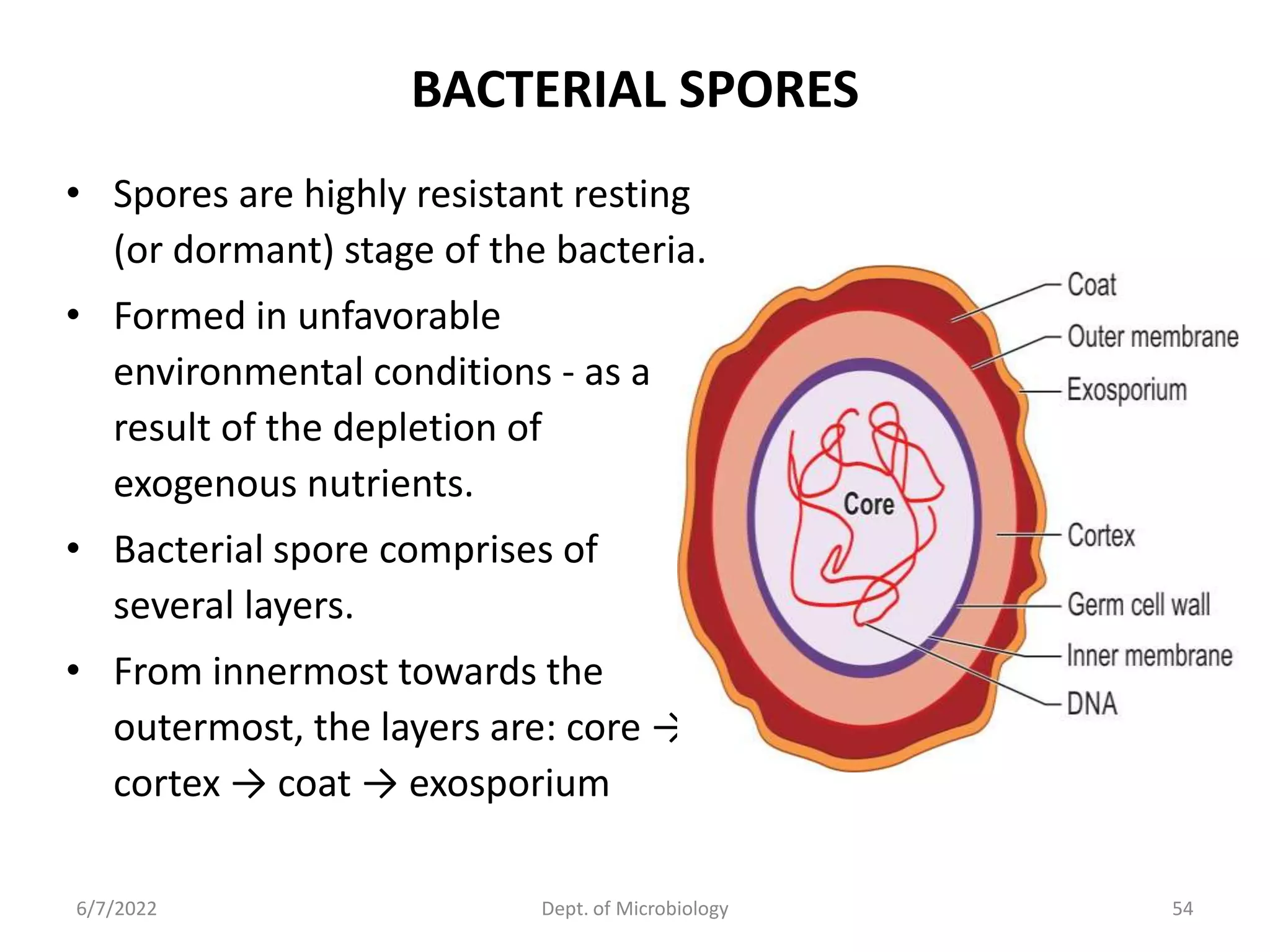 Morphology of Bacteria and Anatomy of Bacterial Cell.pptx