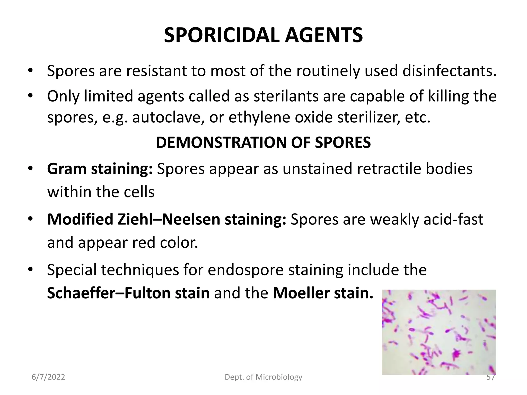 Morphology of Bacteria and Anatomy of Bacterial Cell.pptx