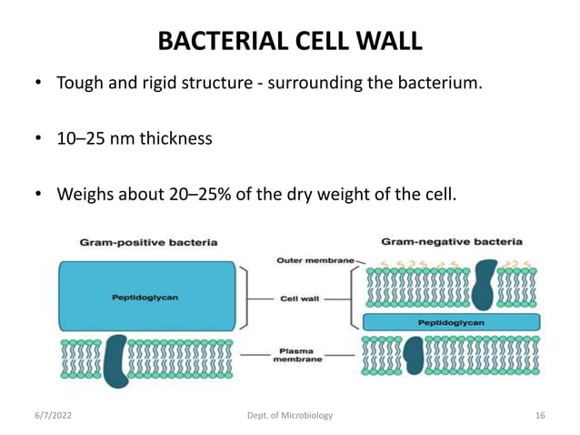 Morphology of Bacteria and Anatomy of Bacterial Cell.pptx