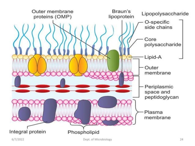Morphology of Bacteria and Anatomy of Bacterial Cell.pptx