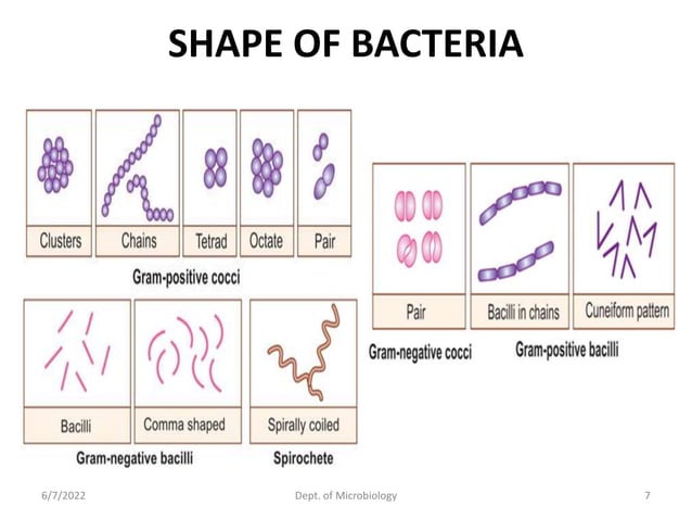 Morphology of Bacteria and Anatomy of Bacterial Cell.pptx