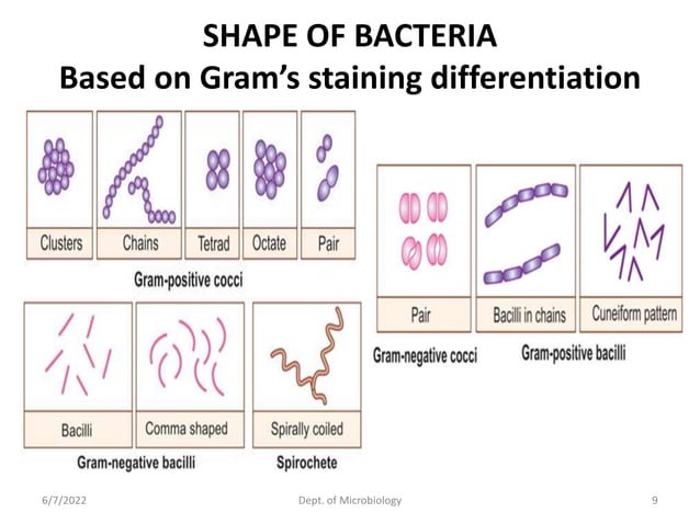 Morphology of Bacteria and Anatomy of Bacterial Cell.pptx