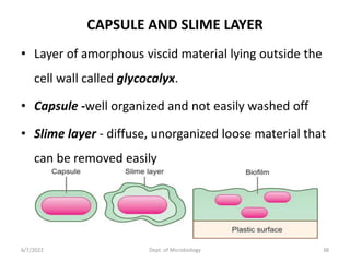 Bacterial Slime Layer