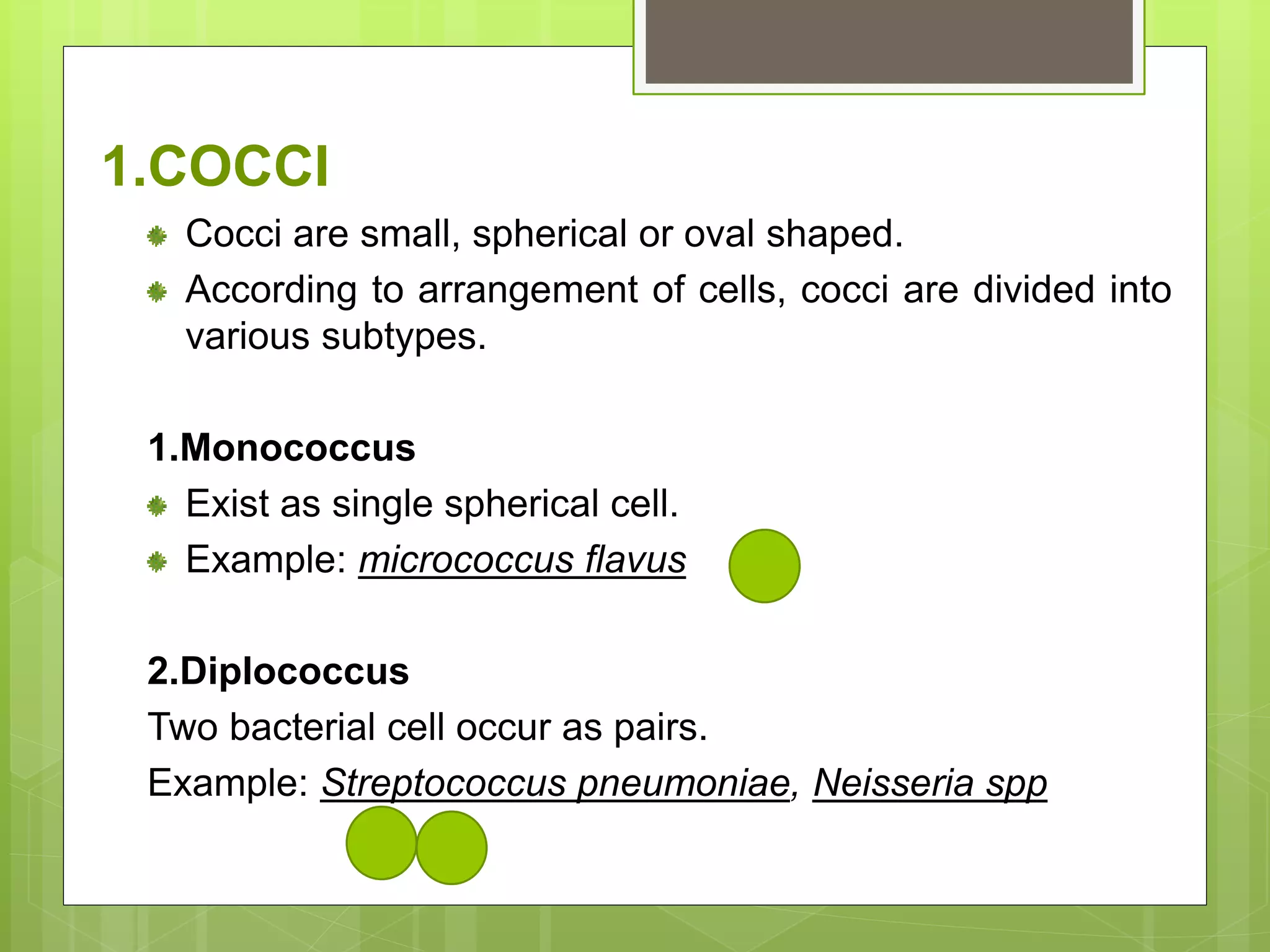 MORPHOLOGY OF BACTERIA AND FUNGI.pptx