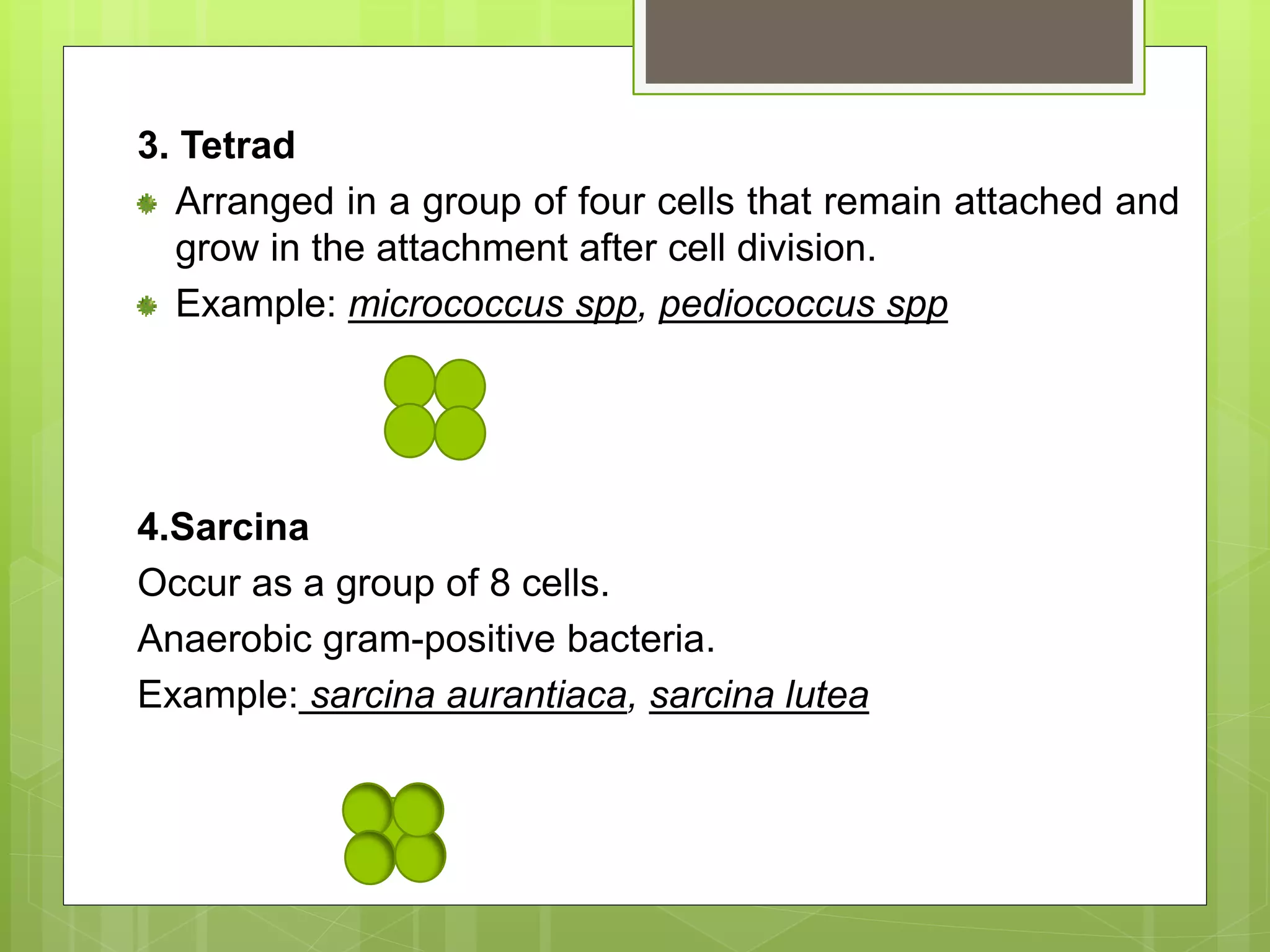 MORPHOLOGY OF BACTERIA AND FUNGI.pptx