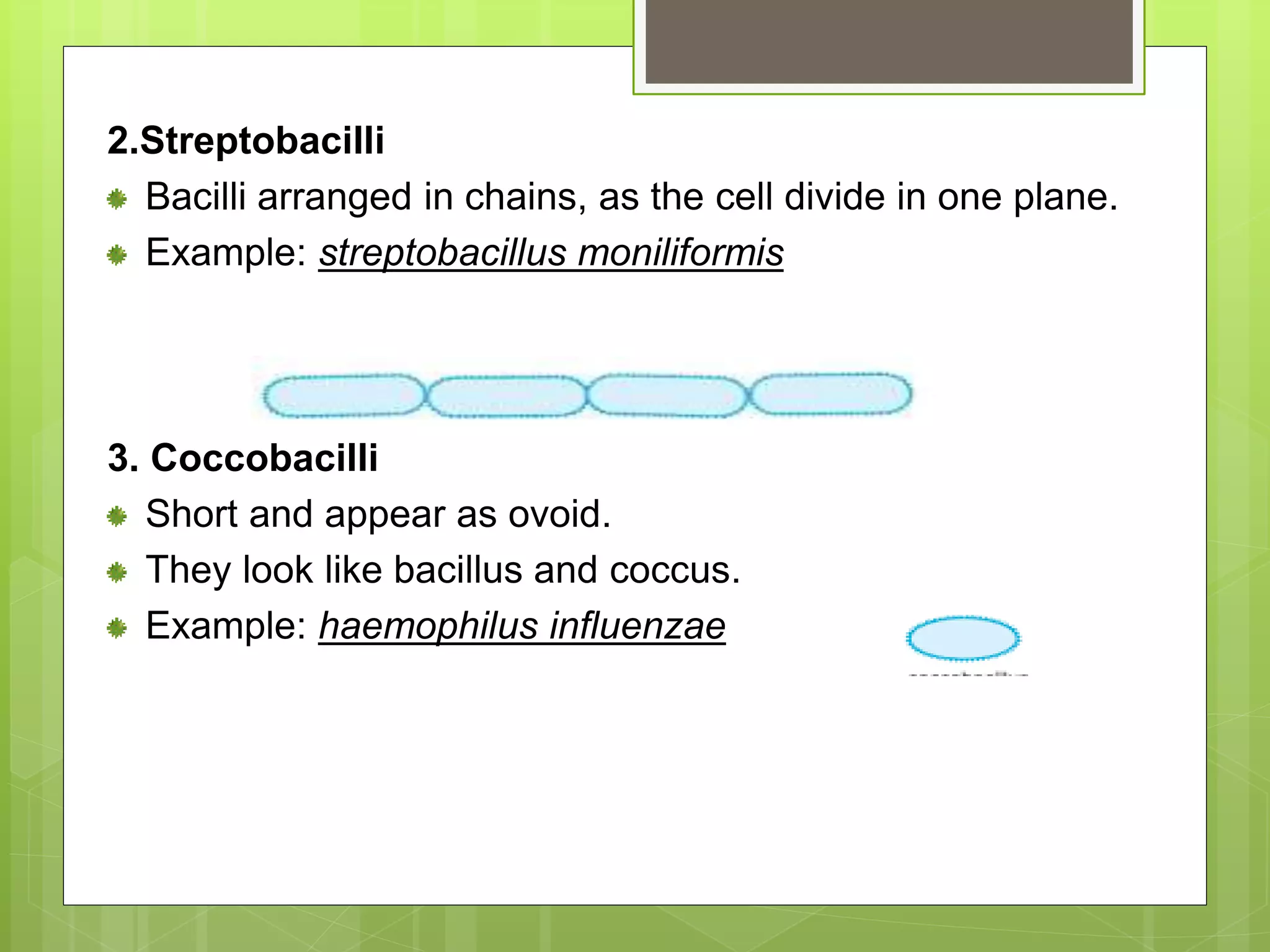 MORPHOLOGY OF BACTERIA AND FUNGI.pptx
