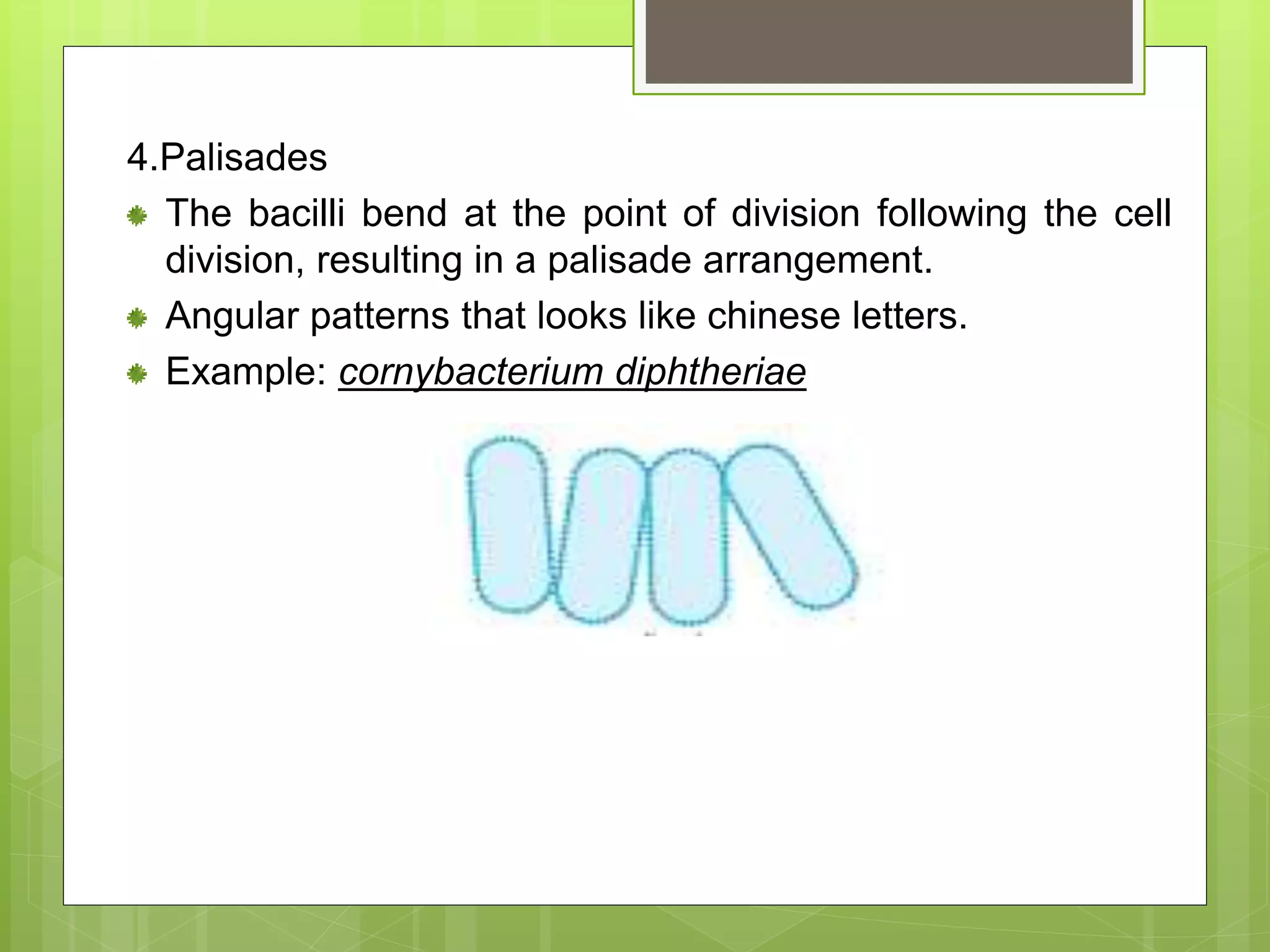 MORPHOLOGY OF BACTERIA AND FUNGI.pptx