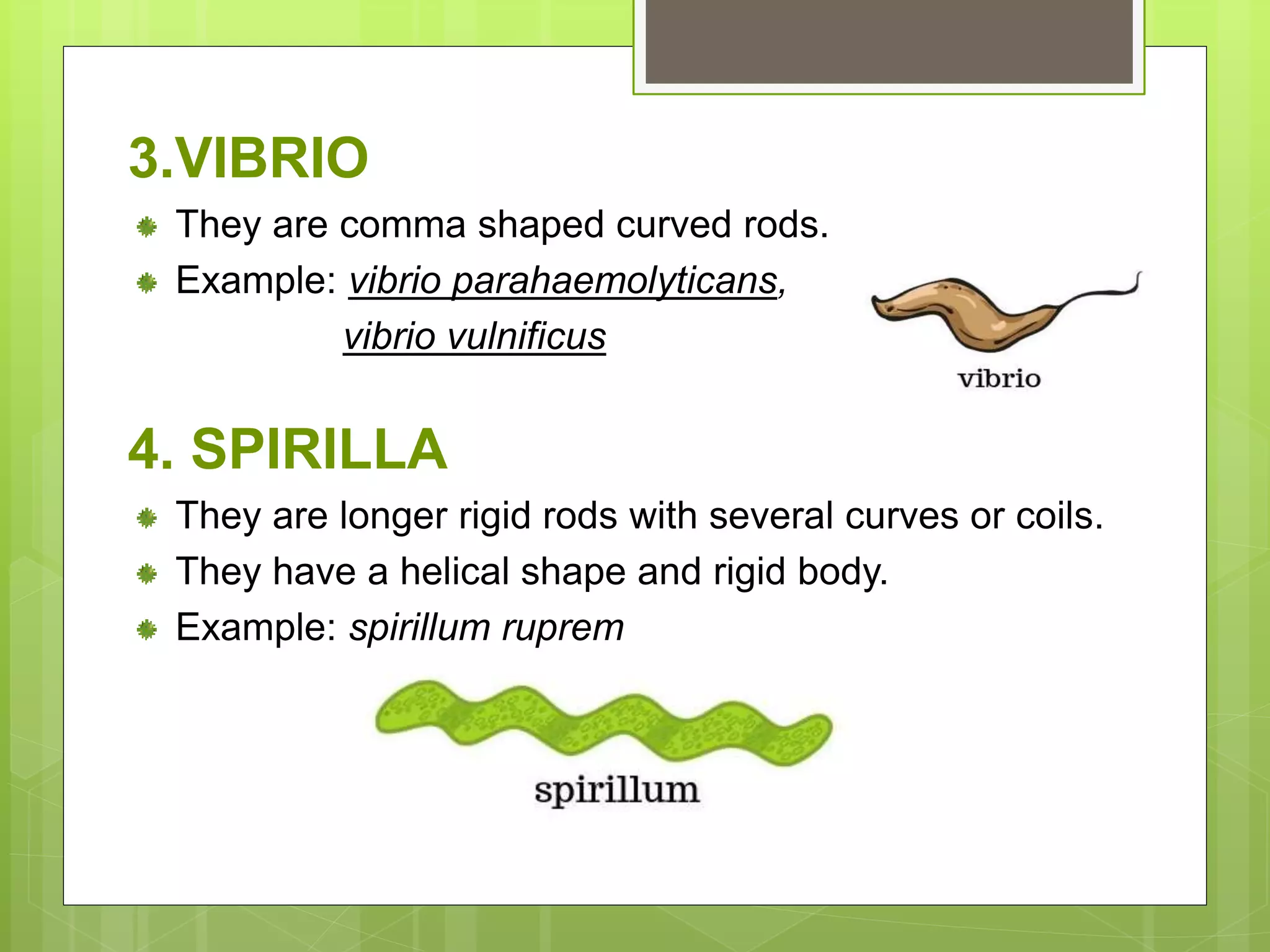 MORPHOLOGY OF BACTERIA AND FUNGI.pptx