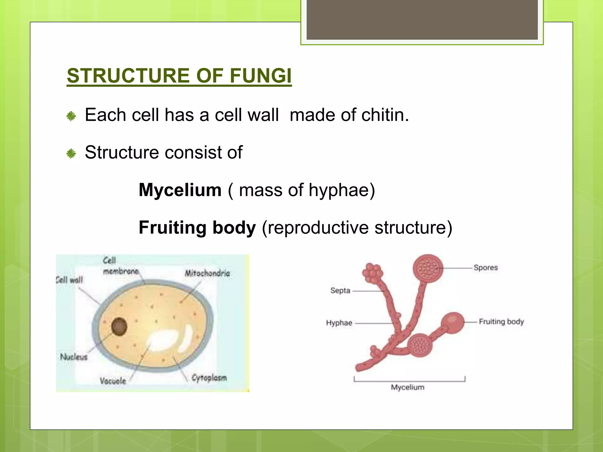 MORPHOLOGY OF BACTERIA AND FUNGI.pptx