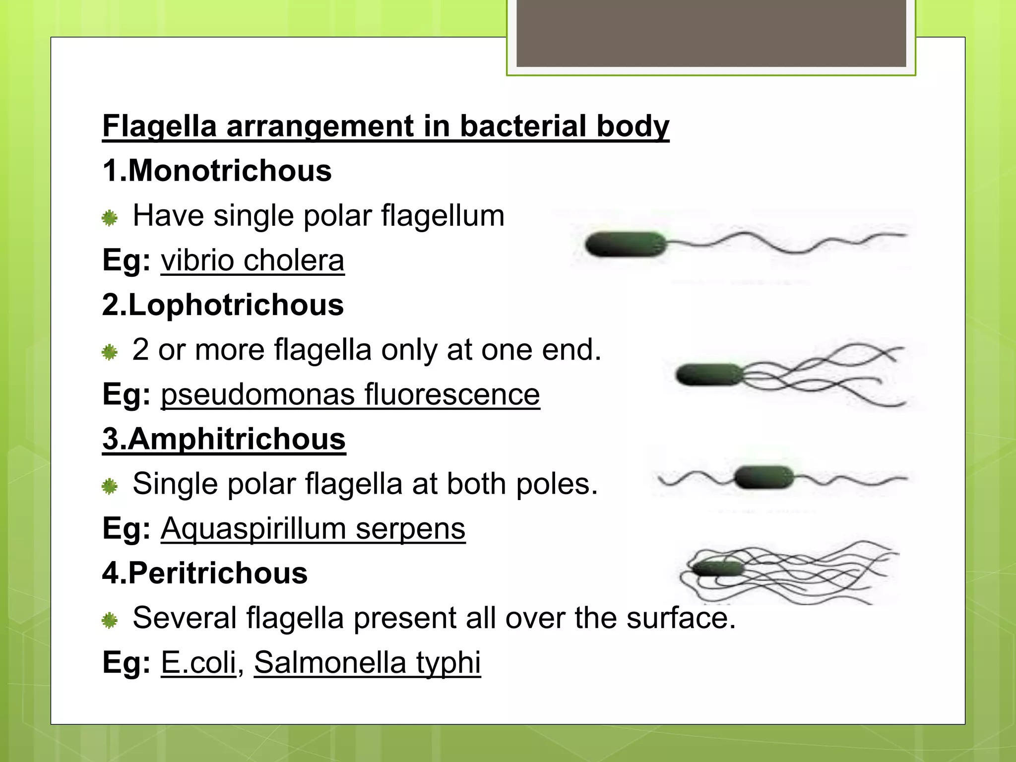 MORPHOLOGY OF BACTERIA AND FUNGI.pptx