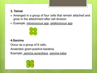 MORPHOLOGY OF BACTERIA AND FUNGI.pptx