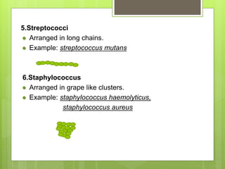 MORPHOLOGY OF BACTERIA AND FUNGI.pptx