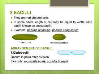 MORPHOLOGY OF BACTERIA AND FUNGI.pptx