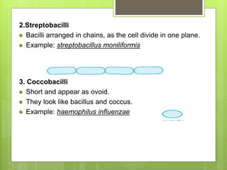 MORPHOLOGY OF BACTERIA AND FUNGI.pptx