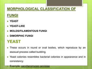 MORPHOLOGY OF BACTERIA AND FUNGI.pptx