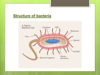 MORPHOLOGY OF BACTERIA AND FUNGI.pptx