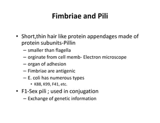 Morphology of bacteria deepa babin | PDF