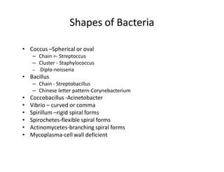 Morphology of bacteria deepa babin | PDF