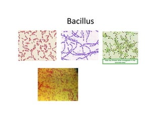 Morphology of bacteria deepa babin | PDF