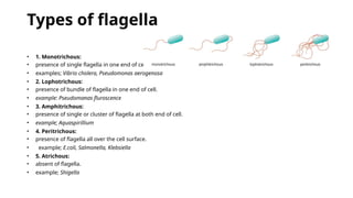 Morphology of Bacterial Cell for bsc sud | PPTX