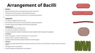 Morphology of Bacterial Cell for bsc sud | PPTX