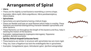 Morphology of Bacterial Cell for bsc sud | PPTX