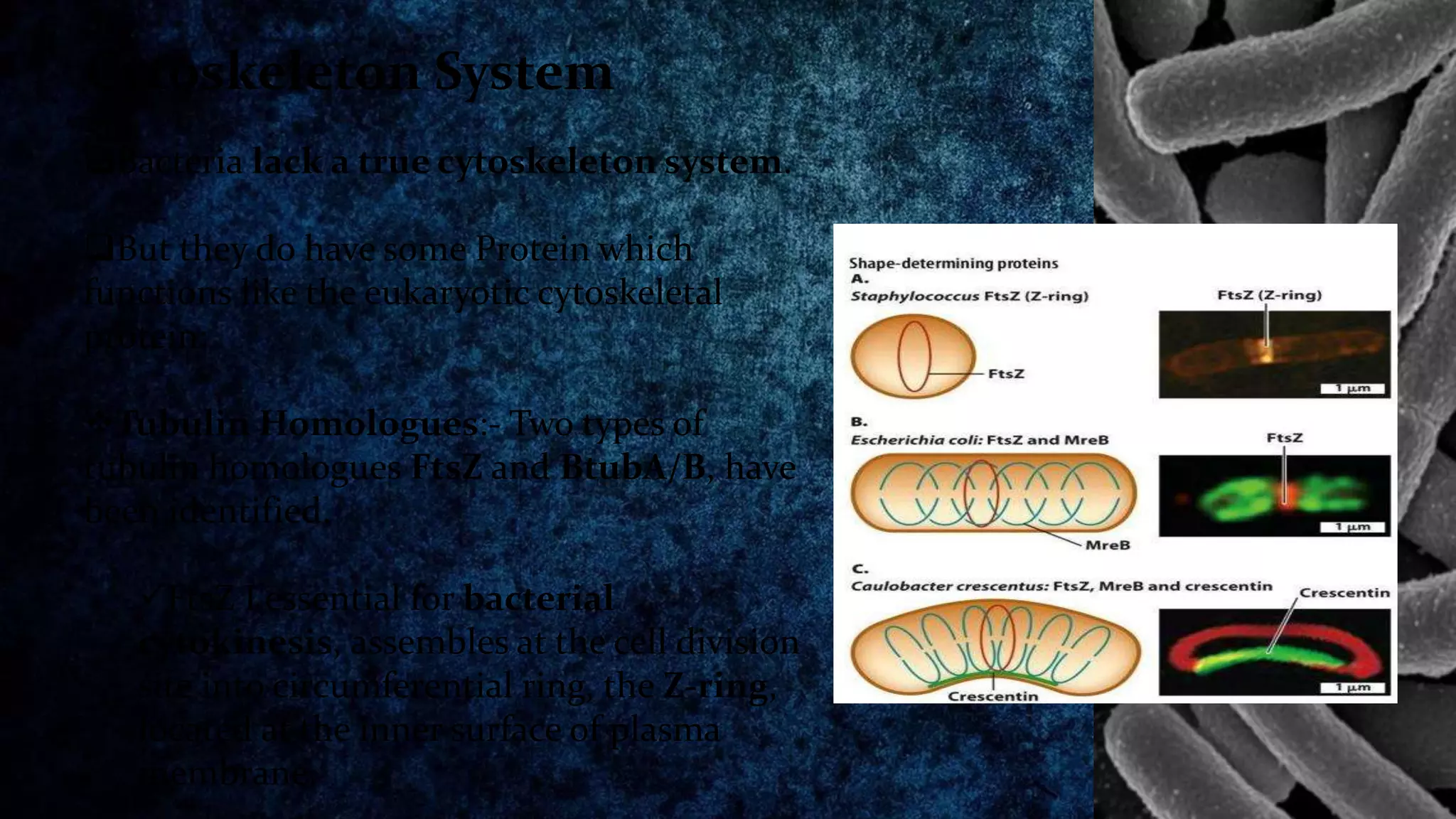 Morphology of bacterial cell presentation new 1.pptx