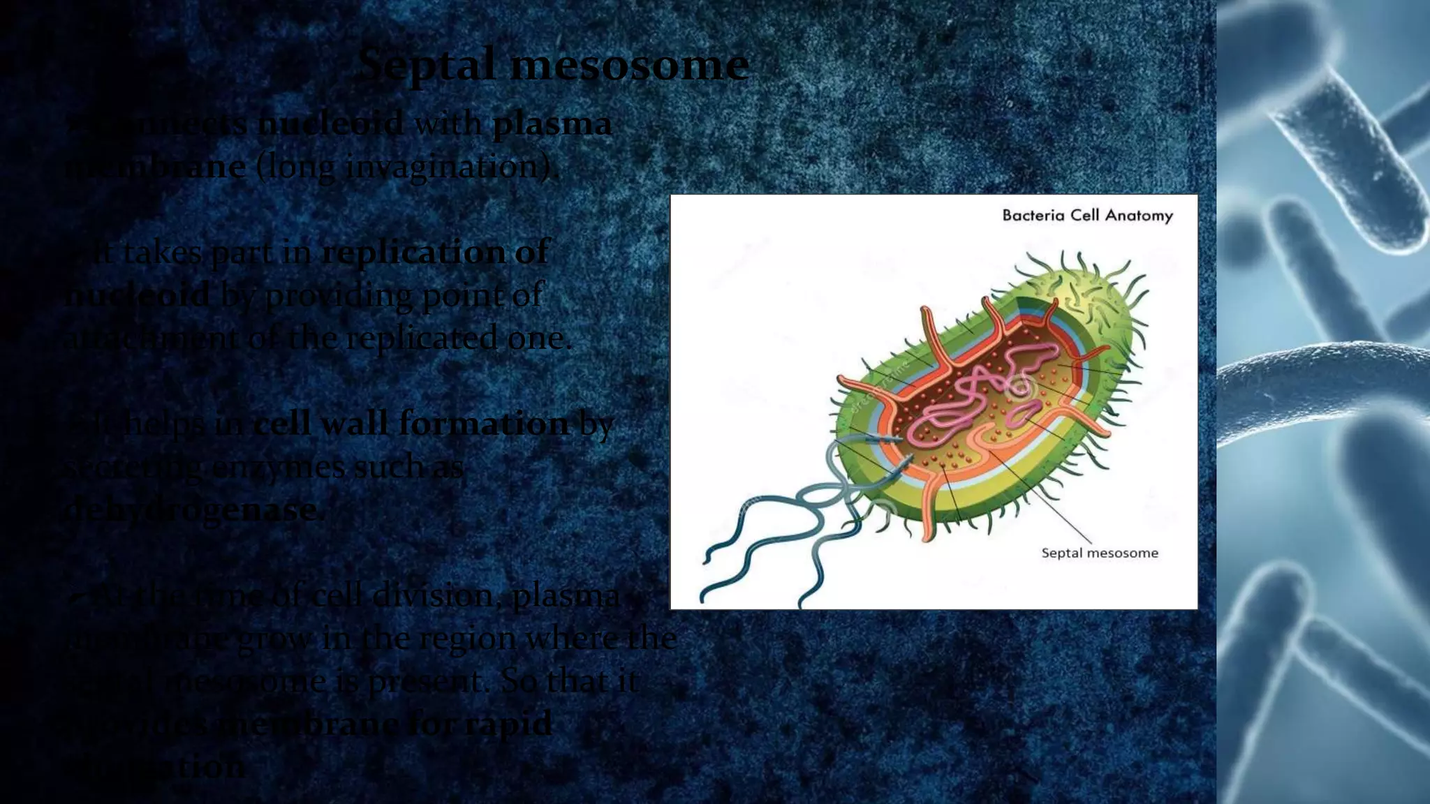 Morphology of bacterial cell presentation new 1.pptx