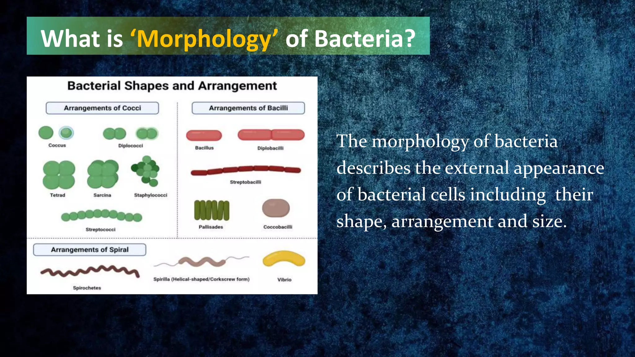 Morphology of bacterial cell presentation new 1.pptx