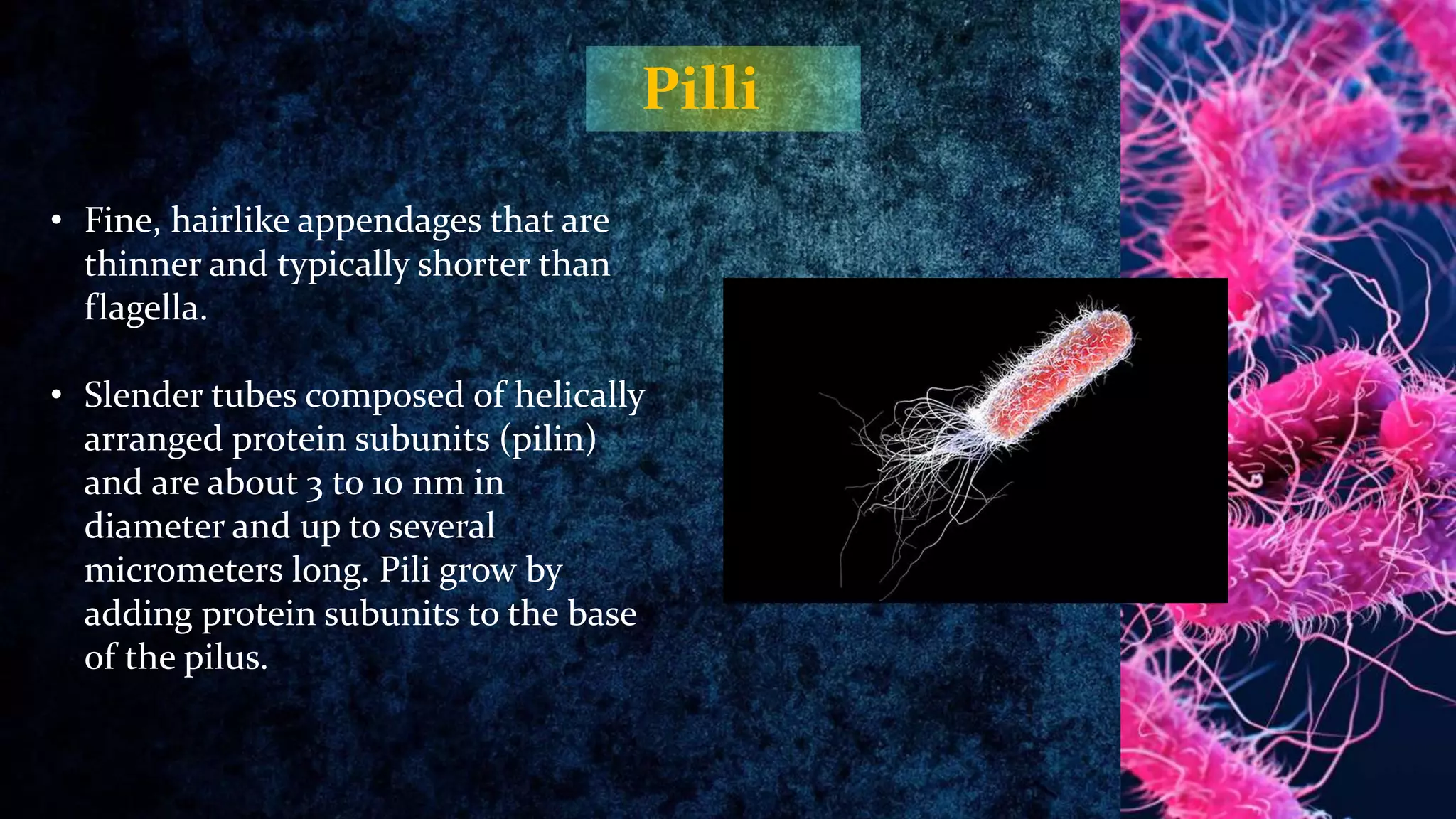 Morphology of bacterial cell presentation new 1.pptx