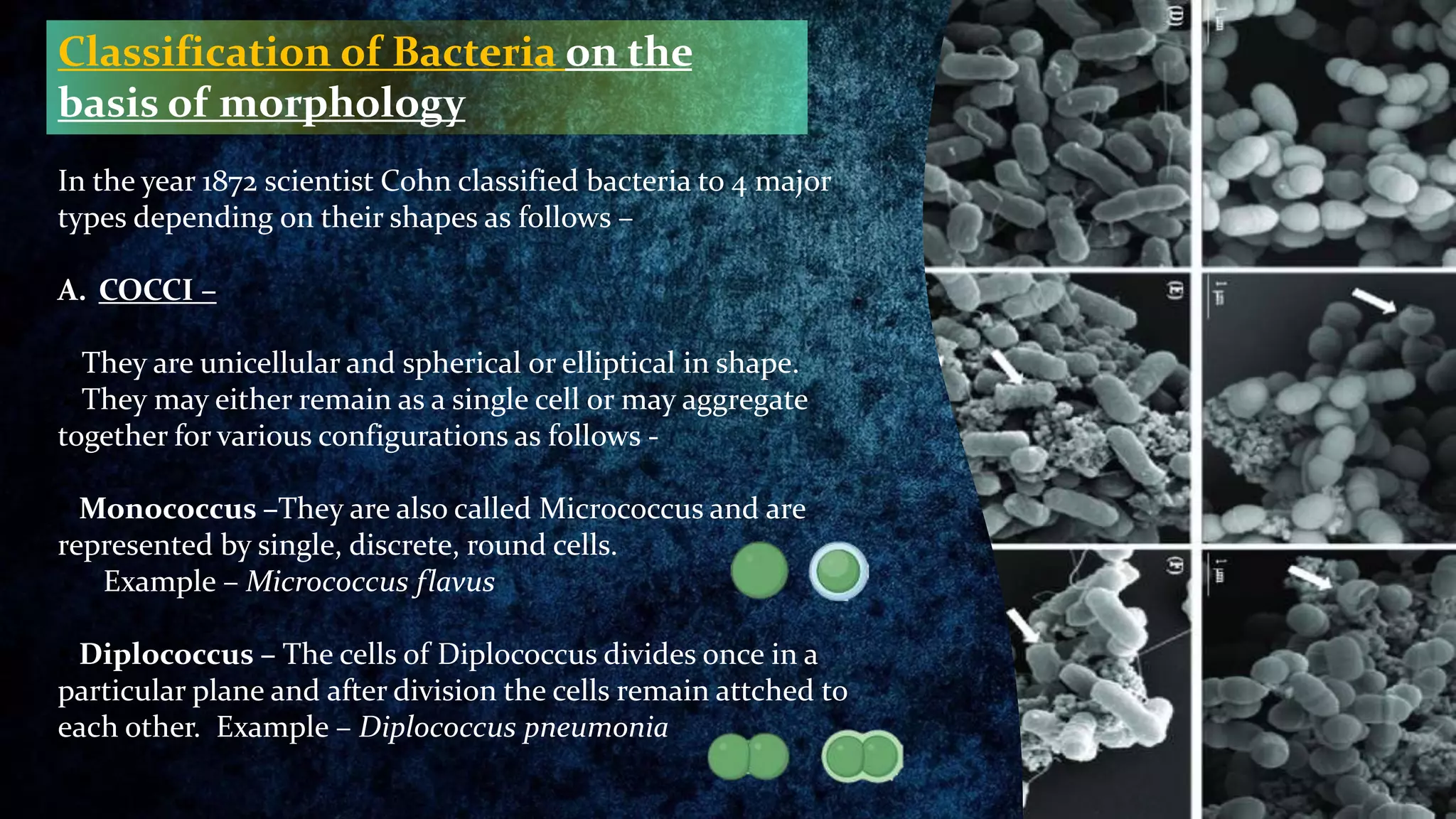 Morphology of bacterial cell presentation new 1.pptx