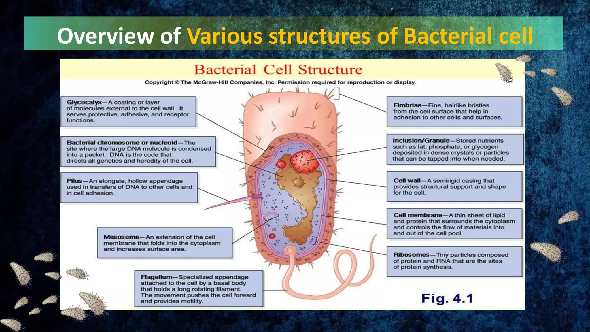 Morphology of bacterial cell presentation new 1.pptx