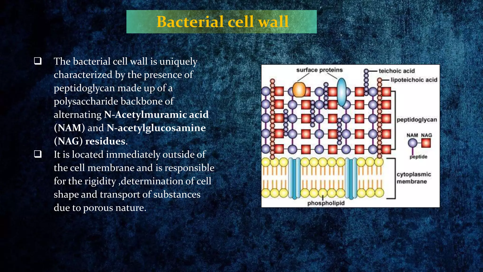 Morphology of bacterial cell presentation new 1.pptx