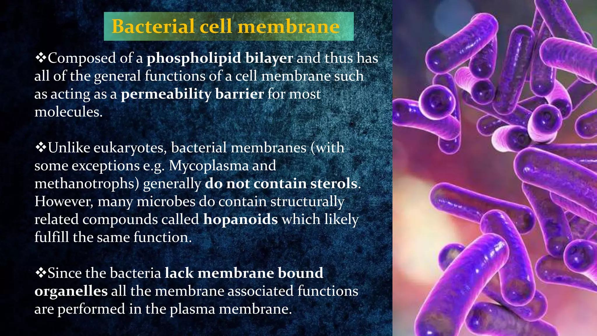 Morphology of bacterial cell presentation new 1.pptx