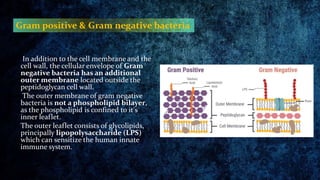 Morphology of bacterial cell presentation new 1.pptx