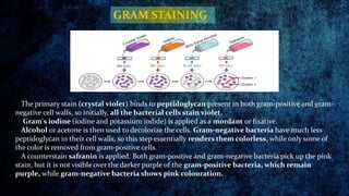 Morphology of bacterial cell presentation new 1.pptx