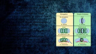 Morphology of bacterial cell presentation new 1.pptx