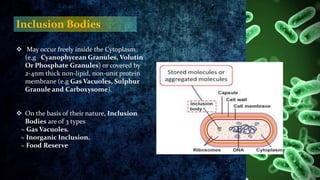 Morphology of bacterial cell presentation new 1.pptx