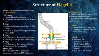 Morphology of bacterial cell presentation new 1.pptx