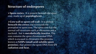 Morphology of bacterial cell presentation new 1.pptx