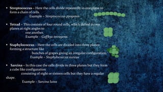 Morphology of bacterial cell presentation new 1.pptx